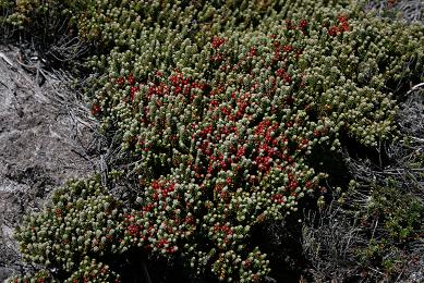 Brunets Abroad - Wildlife